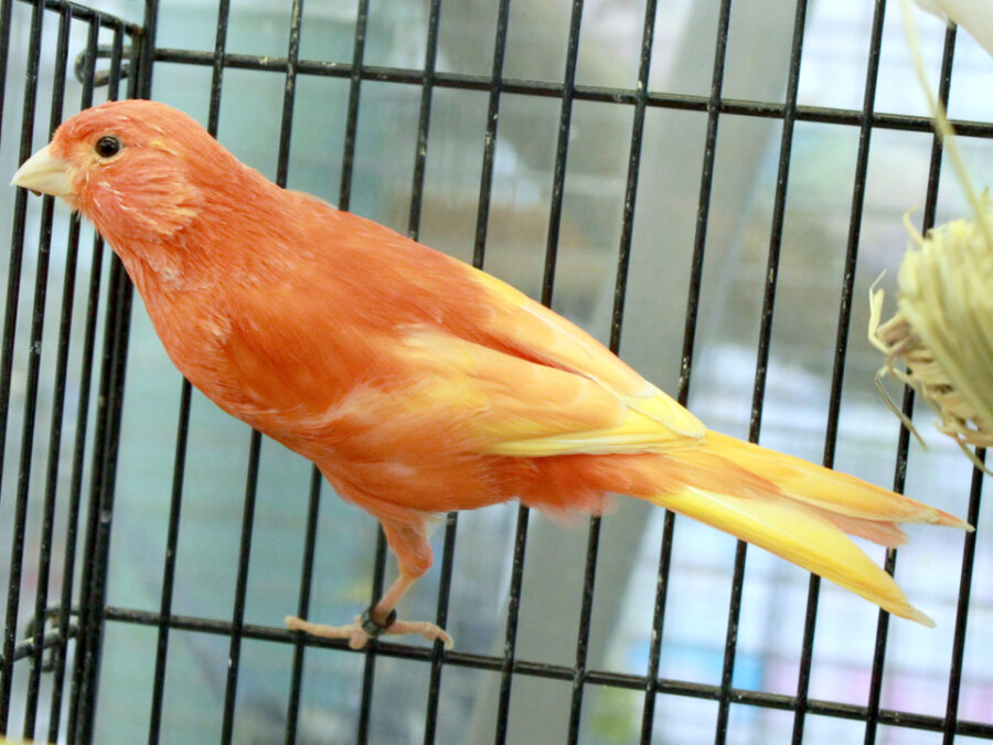 カナリア - 鳥 - 手取フィッシュランド